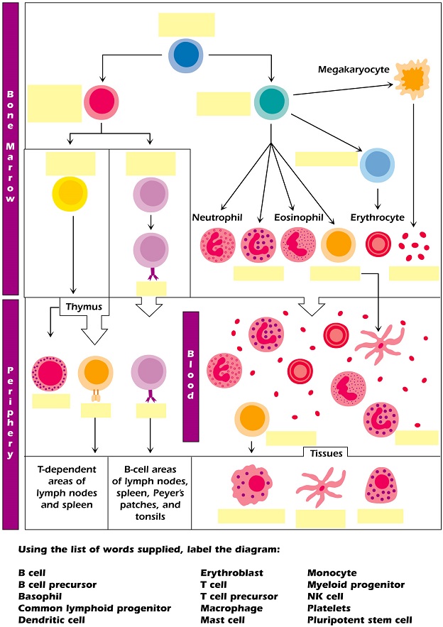 Coico: Immunology, A Short Course 7th Edition